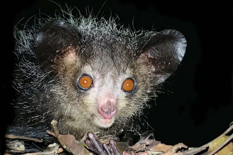 Loris Perezoso » Características, Alimentación, Hábitat, Reproducción ...