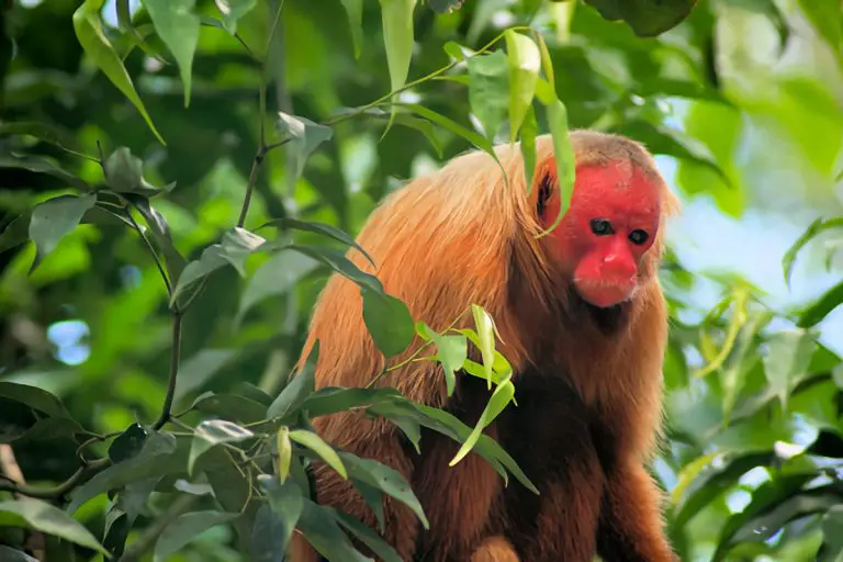 Perro » Características, Alimentación, Hábitat, Reproducción, Depredadores