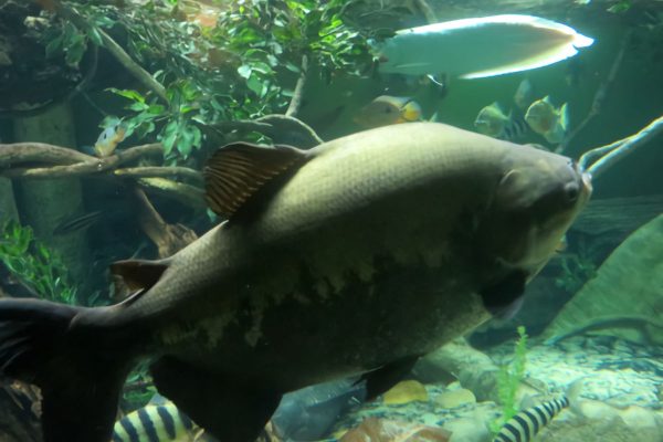 Bacalao » Características, Alimentación, Hábitat, Reproducción ...