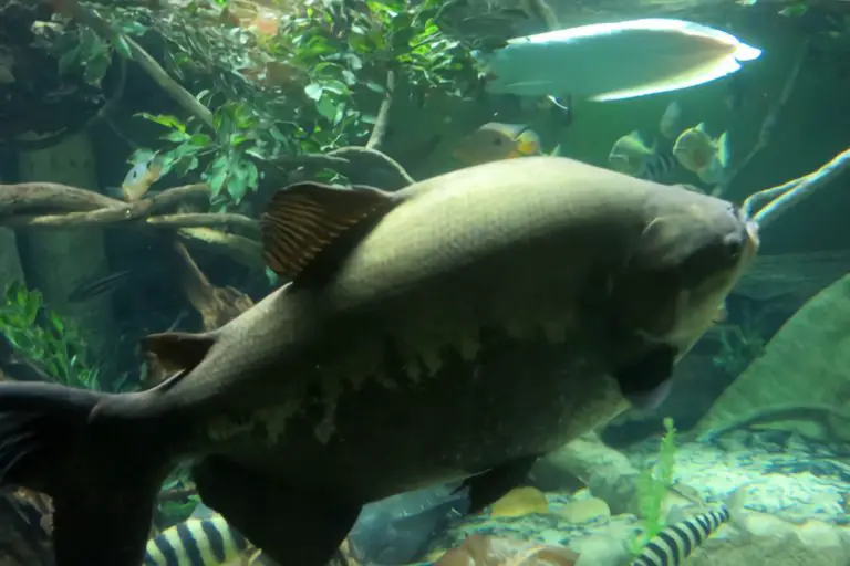 Tiburón Duende » Características, Alimentación, Hábitat, Reproducción ...