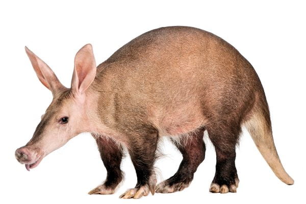 Equidna » Características, Alimentación, Hábitat, Reproducción ...