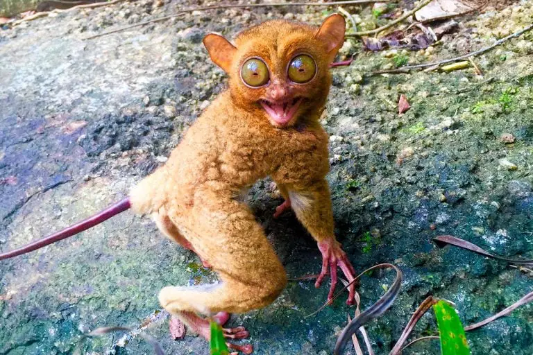 Monos Del Bosque » Características, Alimentación, Hábitat, Reproducción ...