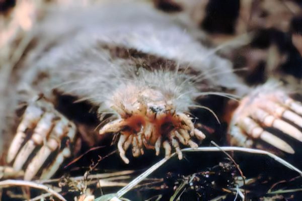 Perro » Características, Alimentación, Hábitat, Reproducción, Depredadores