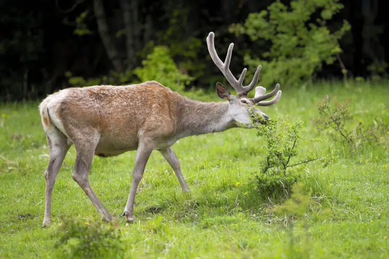 Animales Del Bosque Templado » Características, Alimentación, Hábitat ...