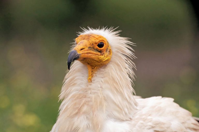 Aves Omnívoras » Características, Alimentación, Hábitat, Reproducción ...