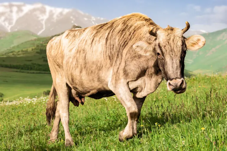 Animales Homeotermos » Características, Alimentación, Hábitat ...
