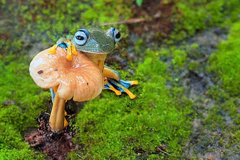 Animales Homeotermos » Características, Alimentación, Hábitat ...