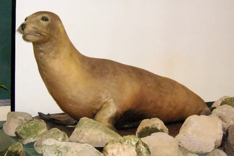 Animales De La Selva Tropical » Características, Alimentación, Hábitat ...