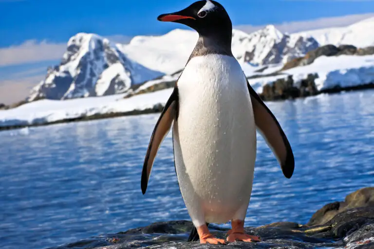 HÁBITAT DE LOS ANIMALES ACUÁTICOS » Características