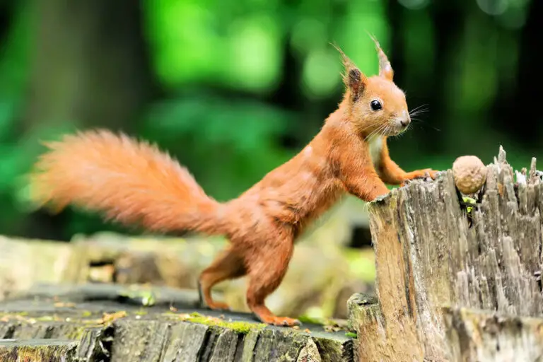 Insectos Del Bosque » Características, Alimentación, Hábitat ...