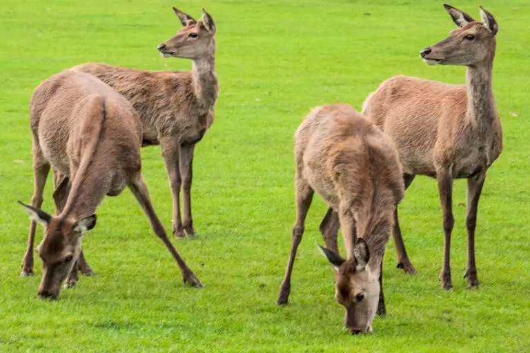 Animales Homeotermos » Características, Alimentación, Hábitat ...