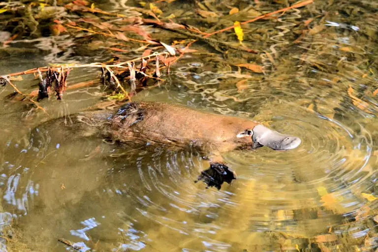 REPRODUCCIÓN DE ANIMALES OVÍPAROS » ¿Cuál Es La Forma?