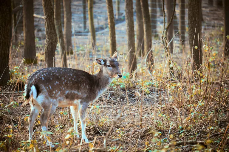 Marmosa » Características, Alimentación, Hábitat, Reproducción ...