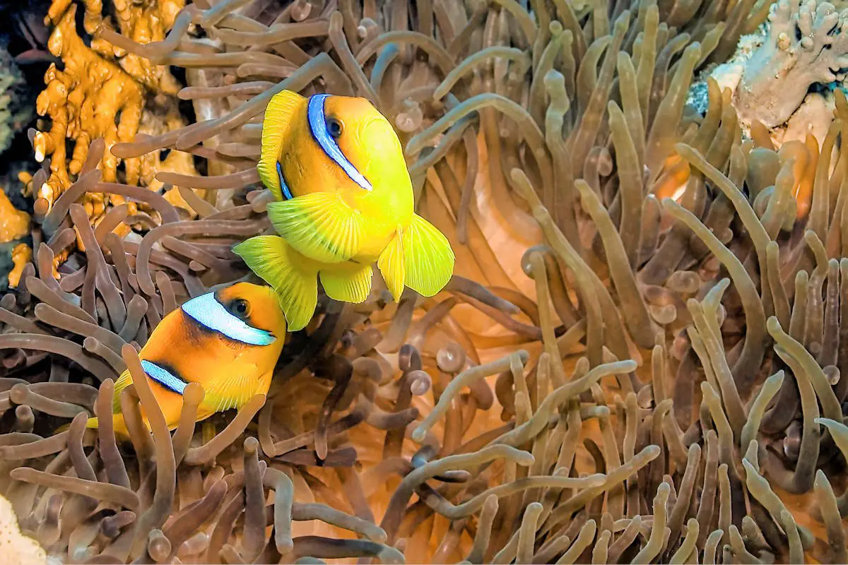 ANIMALES MARINOS » Significado, Clasificación Y Ejemplos