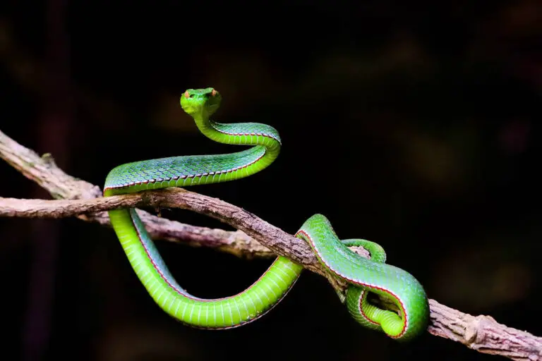 Insectos Del Bosque » Características, Alimentación, Hábitat ...