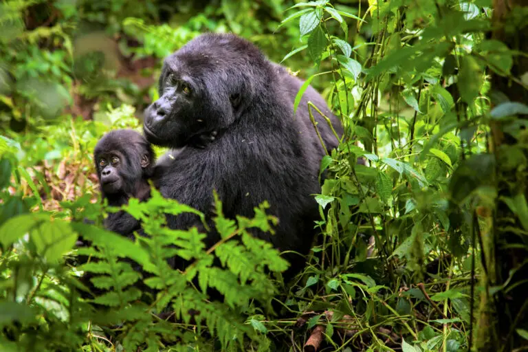 Animales De La Selva Tropical » Características, Alimentación, Hábitat ...