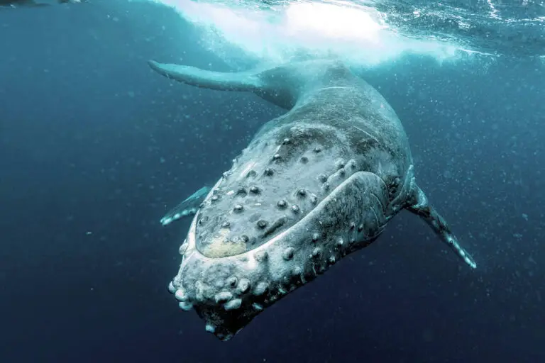 Animales Homeotermos » Características, Alimentación, Hábitat ...