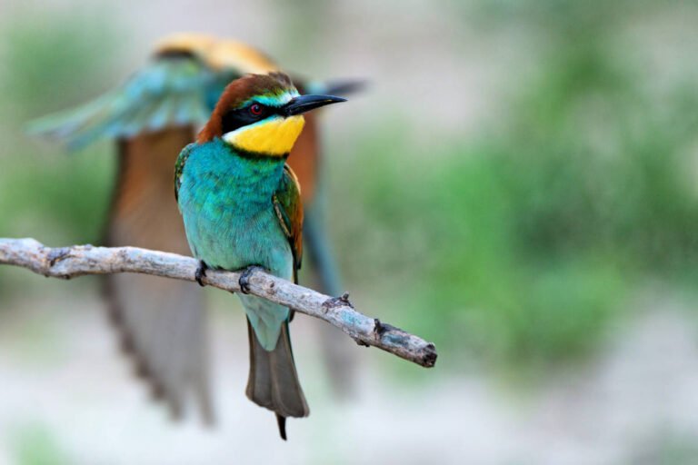 ¿CUÁLES SON LAS AVES MÁS GRANDES DEL MUNDO? - Atlas Animal