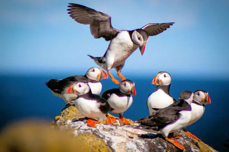 Pato Mandarín » Características, Alimentación, Hábitat, Reproducción ...