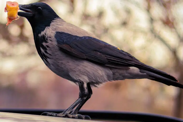 LAS 10 AVES MÁS RARAS » Características, Curiosidades Y Hábitat