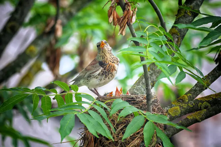 Animales Del Bosque Templado » Características, Alimentación, Hábitat ...