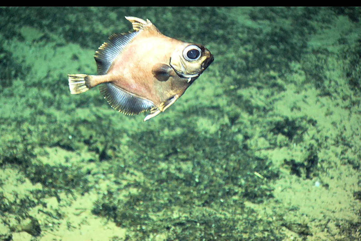 LOS 10 PECES MÁS RAROS » Hábitat, Características Y Curiosidades