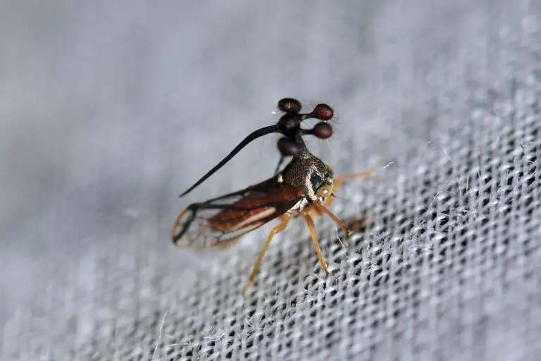 5 INSECTOS RAROS » No Vas A Creer Que Existen