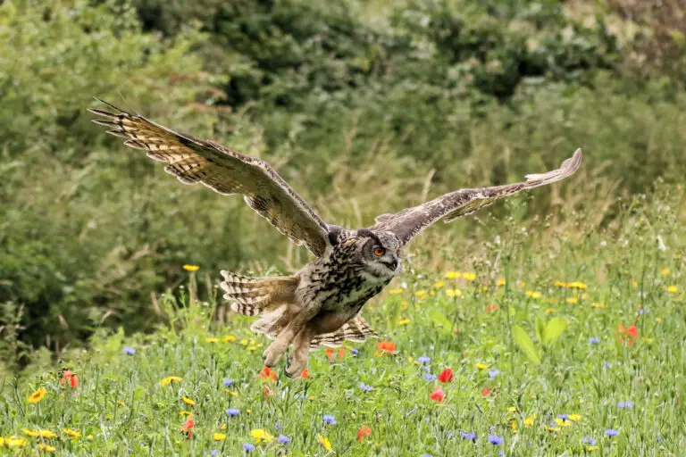 Aves » Características, Alimentación, Hábitat, Reproducción, Depredadores