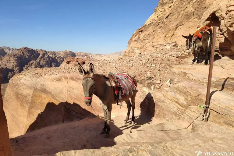 Perro » Características, Alimentación, Hábitat, Reproducción, Depredadores