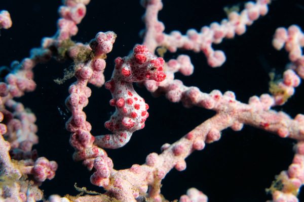 Pez Borrón » Características, Alimentación, Hábitat, Reproducción ...