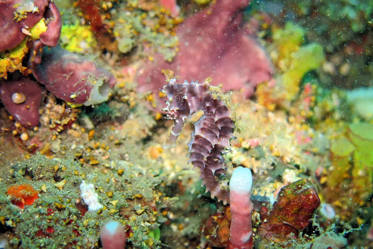 LOS 10 PECES MÁS RAROS » Hábitat, Características Y Curiosidades