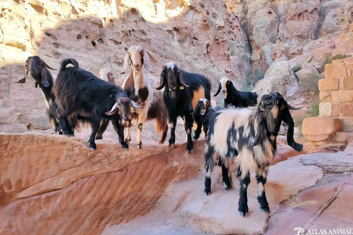 Cabra » Características, Alimentación, Hábitat, Reproducción, Depredadores