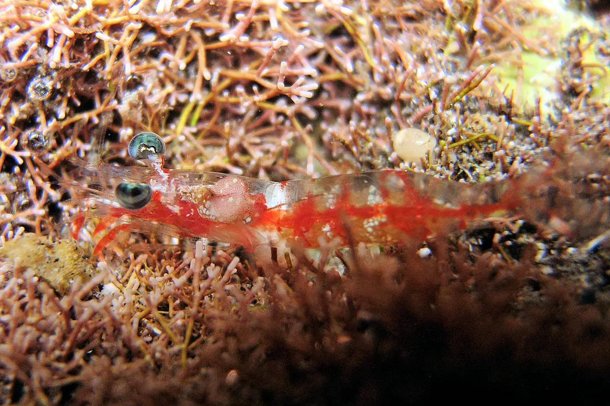 LOS 5 CRUSTÁCEOS MÁS RAROS » Características Y Forma De Vida