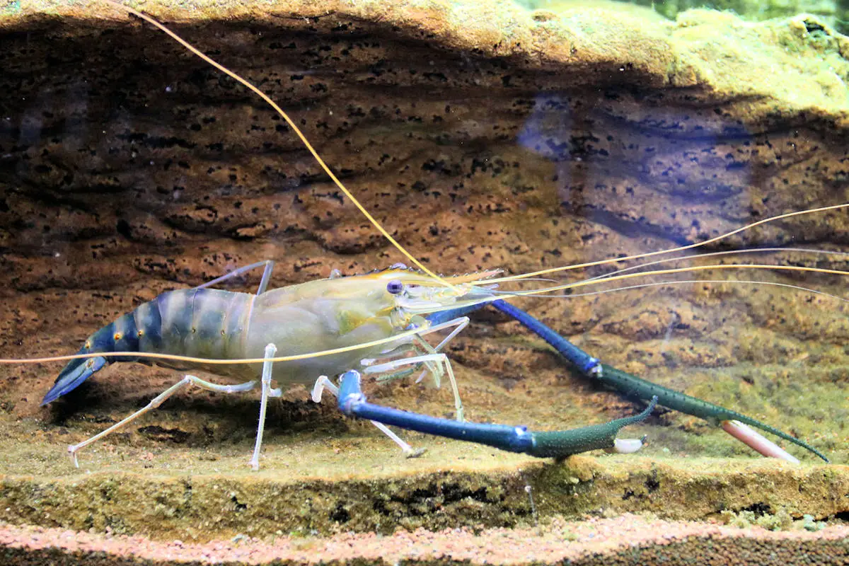LOS 5 CRUSTÁCEOS MÁS RAROS » Características Y Forma De Vida