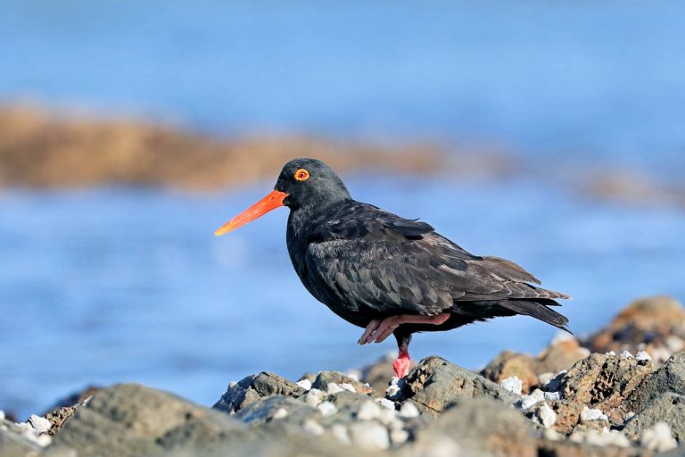 Alca Gigante » Características, Alimentación, Hábitat, Reproducción ...