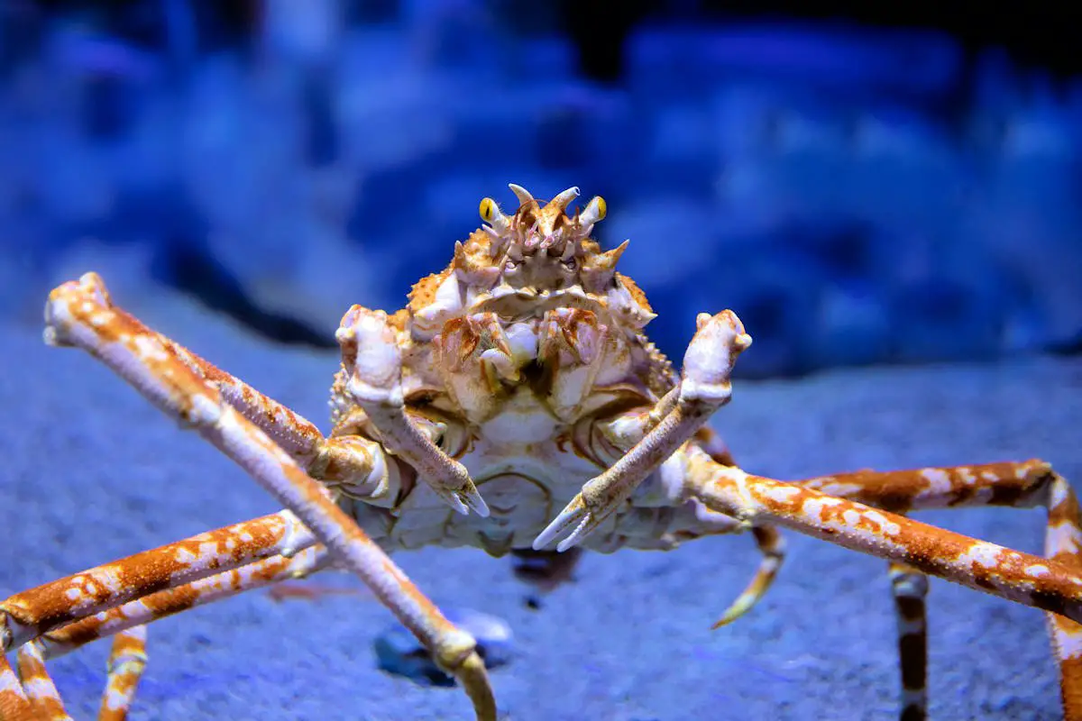 LOS 5 CRUSTÁCEOS MÁS RAROS » Características Y Forma De Vida