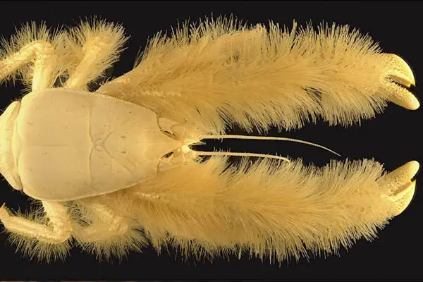 LOS 5 CRUSTÁCEOS MÁS RAROS » Características Y Forma De Vida