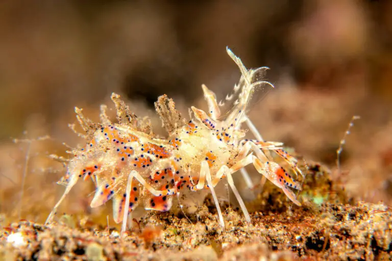 ANIMALES INVERTEBRADOS » Significado, Clasificación Y Ejemplos