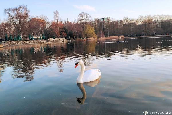 Cisne » Características, Alimentación, Hábitat, Reproducción, Depredadores