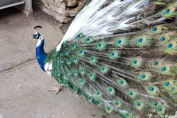 Pavo Real » Características, Alimentación, Hábitat, Reproducción ...
