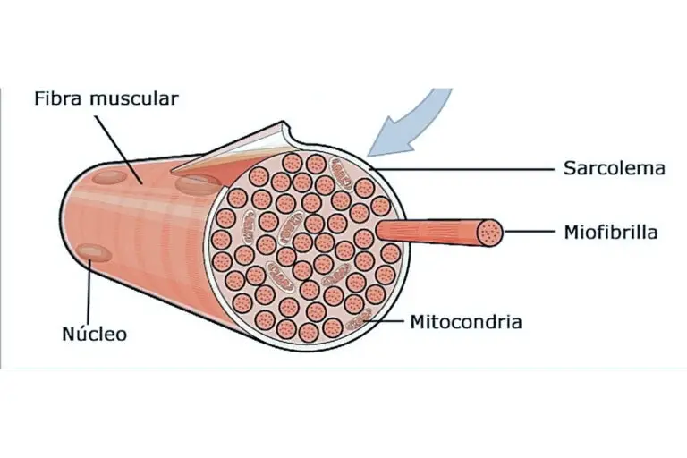 CÉLULA ANIMAL » Conoce Su Estructura, Funciones Y Características