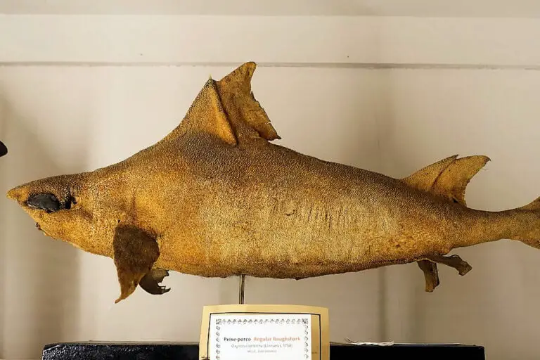 ANIMALES RAROS » Lista Con Los 30 Más Extraños Del Mundo