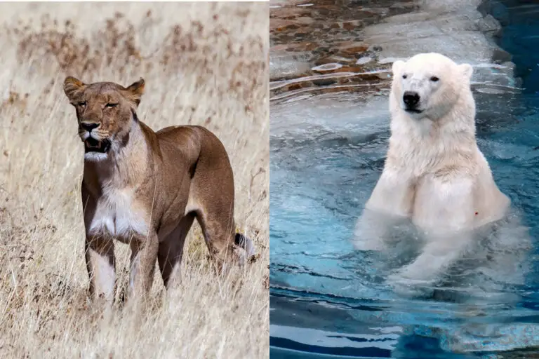 CLASIFICACIÓN DE LOS ANIMALES CARNÍVOROS » Cuáles Son Y Sus Características
