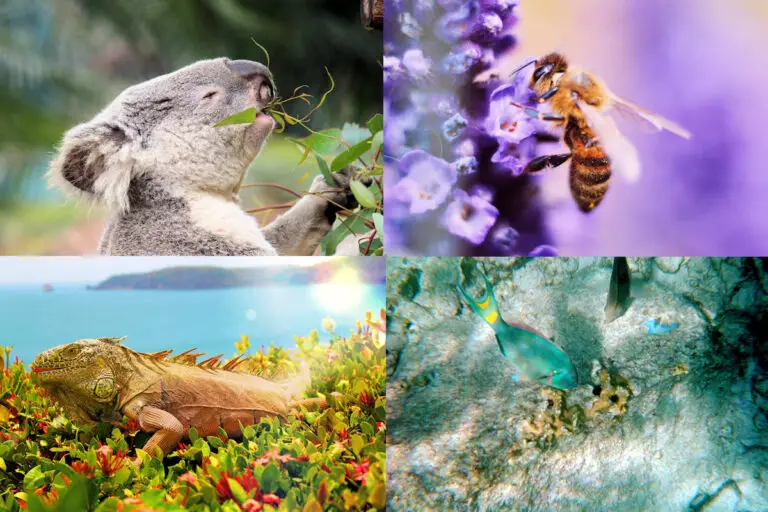 Animales Del Bosque Templado » Características, Alimentación, Hábitat ...