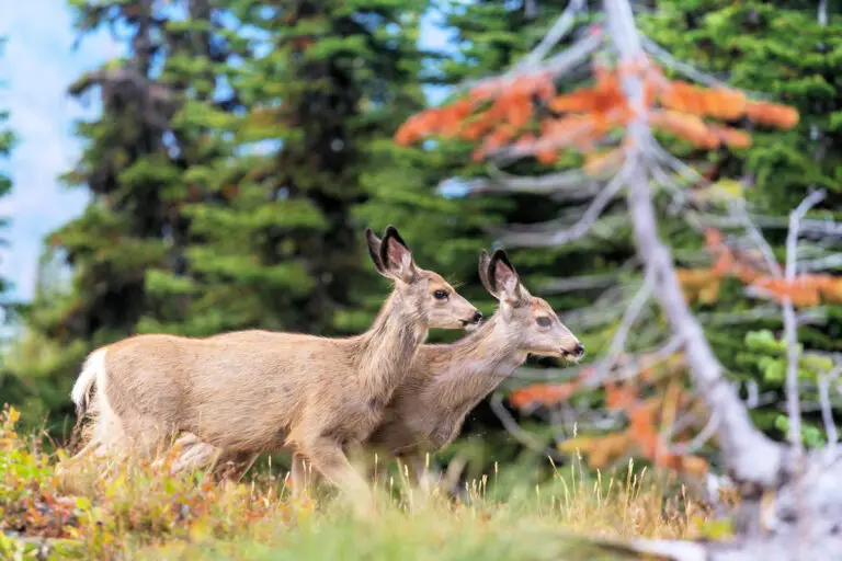 Animales Del Bosque Templado » Características, Alimentación, Hábitat ...