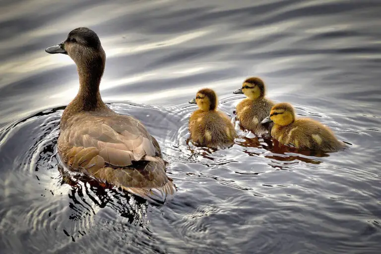 Animales Homeotermos » Características, Alimentación, Hábitat ...