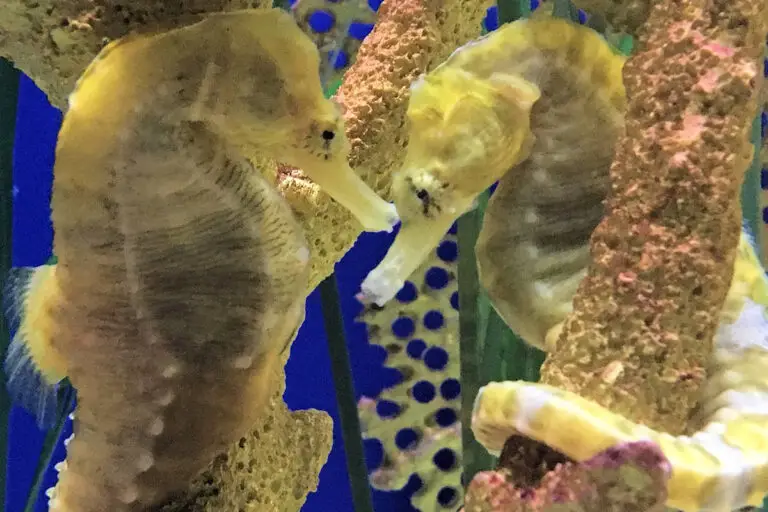 Animales Homeotermos » Características, Alimentación, Hábitat ...