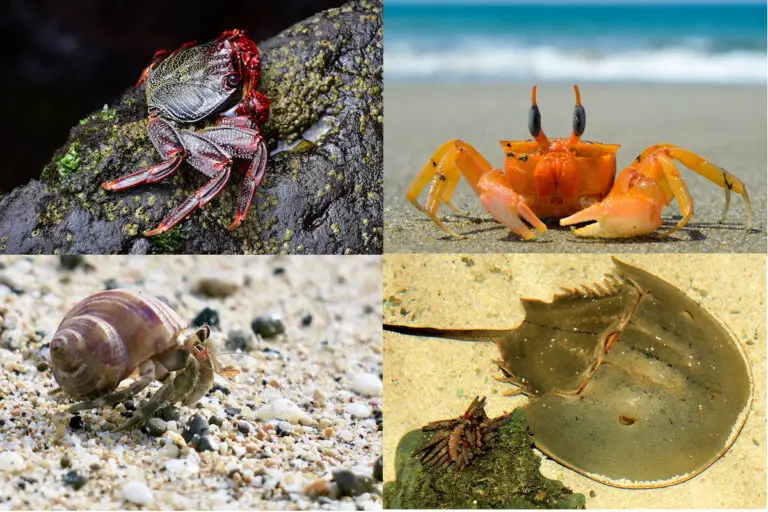 Clasificación De Los Crustáceos » Características, Alimentación ...