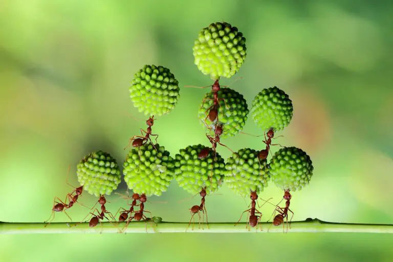 Clasificación De Los Insectos » Características, Alimentación, Hábitat ...