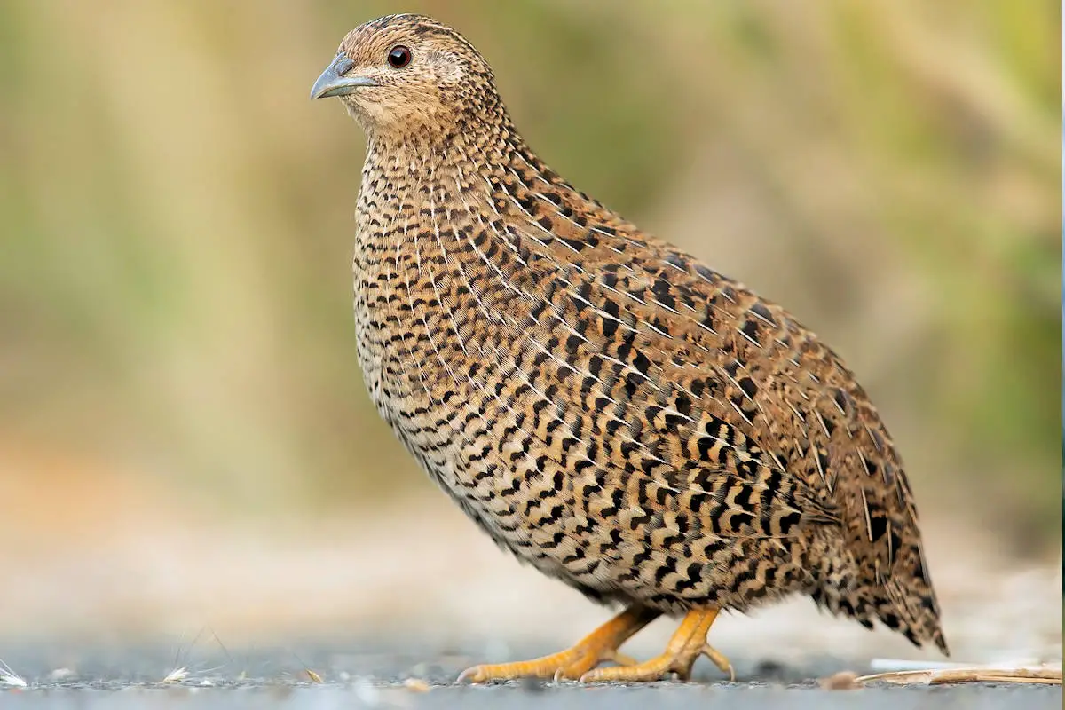 Aves » Características, Alimentación, Hábitat, Reproducción, Depredadores